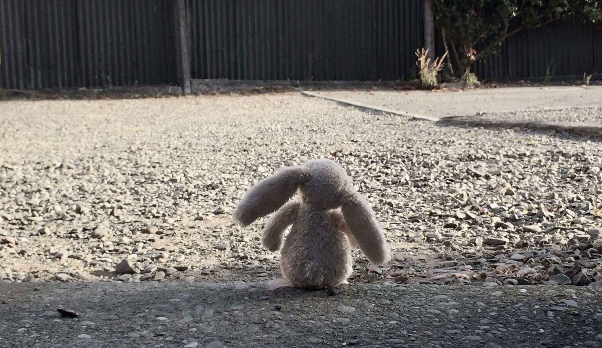 Citizenship Ructions and a Rabbit - Tom O'Connor